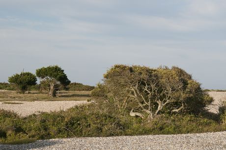 Vegetated Shingle Headland Habitat Trees Dungeness Editorial Stock ...