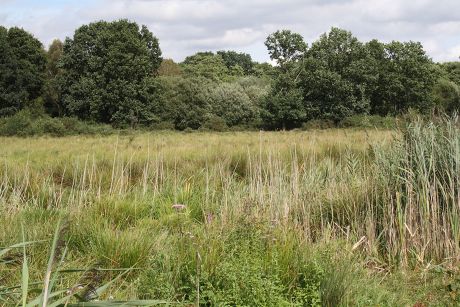 Reedbed Fen Meadow Woodland Edge River Editorial Stock Photo - Stock ...