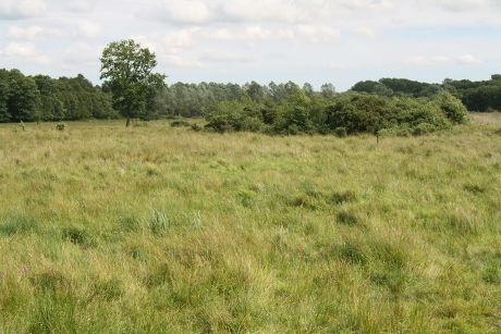 Fen Meadow Habitat River Valley Fen Editorial Stock Photo - Stock Image ...