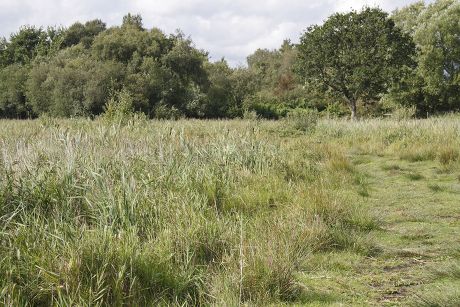 Sedge Reedbed Habitat River Valley Fen Editorial Stock Photo - Stock ...