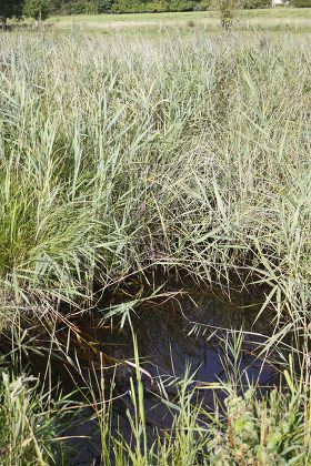 Typical Fen Raft Spider Pool Reedbed Editorial Stock Photo - Stock ...