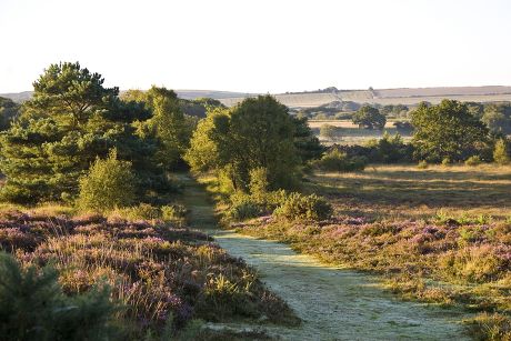Heathland Habitat Flowering Heather Pine Trees Editorial Stock Photo ...