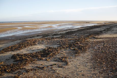 Strandline On Sandy Beach Dawn Low Editorial Stock Photo - Stock Image ...
