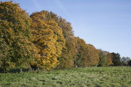 Mature Hedgerow Trees Growing Edge Unimproved Editorial Stock Photo ...