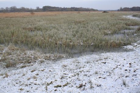 Frozen Sedge Reedbed Habitat Snow River Editorial Stock Photo - Stock ...