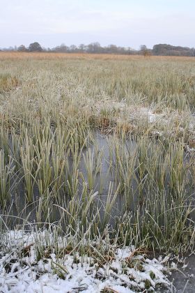 Frozen Sedge Reedbed Habitat Snow River Editorial Stock Photo - Stock ...