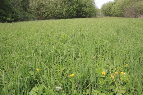 69 Damp meadows Stock Pictures, Editorial Images and Stock Photos ...