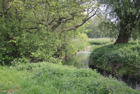 View Lowland River Riverbanks Habitat River Editorial Stock Photo ...
