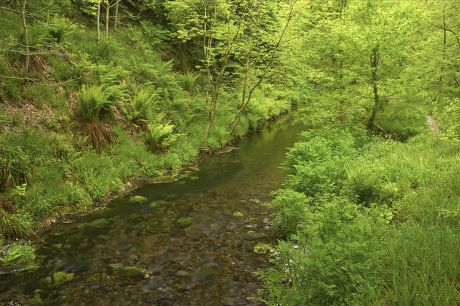 River Flowing Through Woodland Habitat River Editorial Stock Photo ...