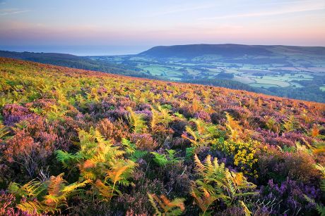 Moorland Habitat Ferns Heather On Hillside Editorial Stock Photo ...