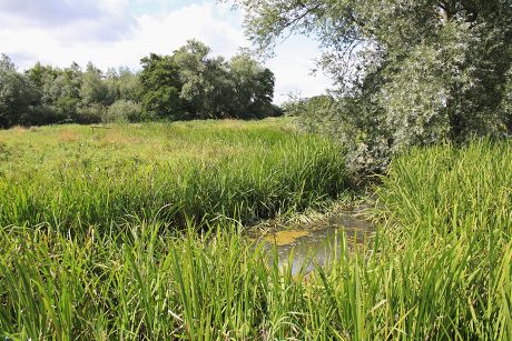 69 Damp meadows Stock Pictures, Editorial Images and Stock Photos ...