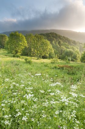 Montane Meadow Forest Habitat Sunrise Bieszczady Editorial Stock Photo ...