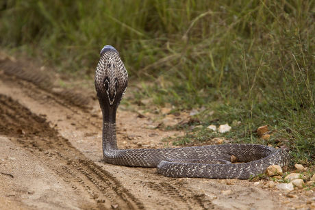 27 Spectacled cobra Stock Pictures, Editorial Images and Stock Photos ...