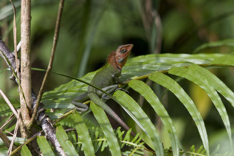 56 Calotes Stock Pictures, Editorial Images and Stock Photos | Shutterstock