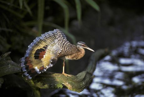 44 Sunbittern Stock Pictures, Editorial Images and Stock Photos ...