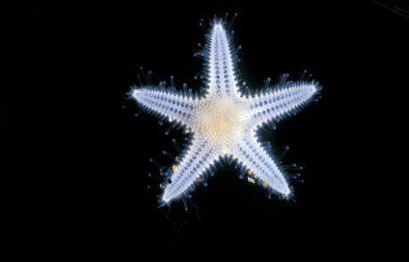 Luidia Sarsi Species Starfish Several Weeks Editorial Stock Photo ...