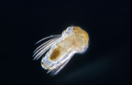 Sabellaria Alveolata Honeycomb Worm Reefforming Polychaete Editorial ...