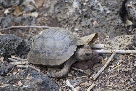 250 Baby tortoise Stock Pictures, Editorial Images and Stock Photos ...