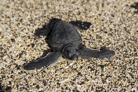 62 Turtle race Stock Pictures, Editorial Images and Stock Photos ...