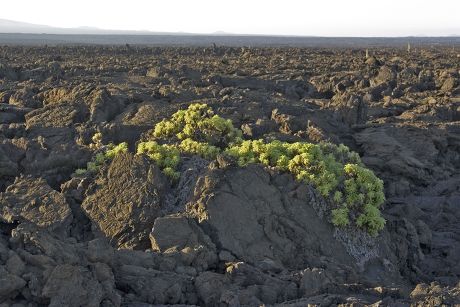 Radiateheaded Scalesia Scalesia Affinis Galapagos Scalesia Editorial ...