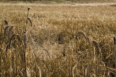 18 Corn spider Stock Pictures, Editorial Images and Stock Photos ...