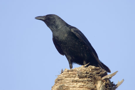 American Crow Corvus Brachyrhynchos Florida Editorial Stock Photo ...