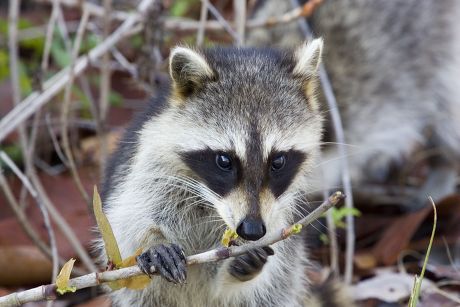 Common Raccoon Procyon Lotor Procyonidae Editorial Stock Photo - Stock ...