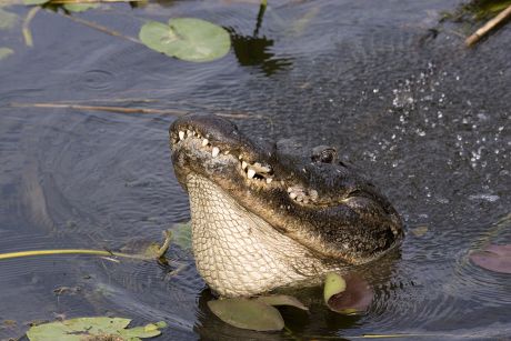 American Alligator Alligator Mississppiensis Makes Throaty Editorial ...
