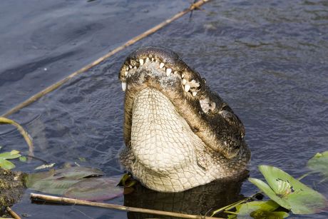 American Alligator Alligator Mississppiensisthe Throaty Roar Editorial ...