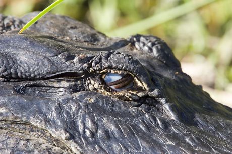 250 Alligator skin Stock Pictures, Editorial Images and Stock Photos ...
