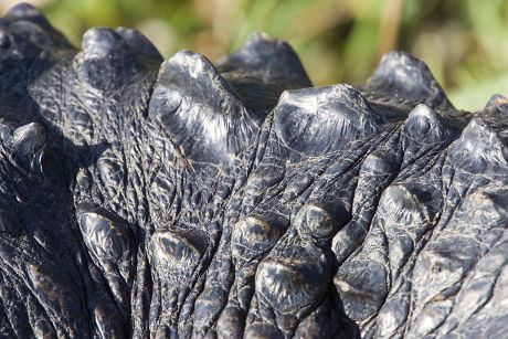 250 Alligator skin Stock Pictures, Editorial Images and Stock Photos ...