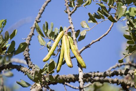 Carob Locust Tree Ceratonia Siliqua Fruit Editorial Stock Photo - Stock ...