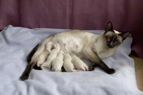 Domestic Cat Siamese Newly Born Seal Editorial Stock Photo - Stock ...