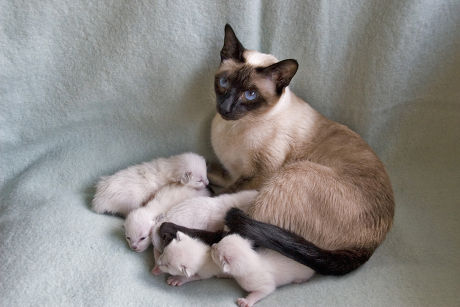 Domestic Cat Siamese Seal Point Mother Editorial Stock Photo - Stock ...