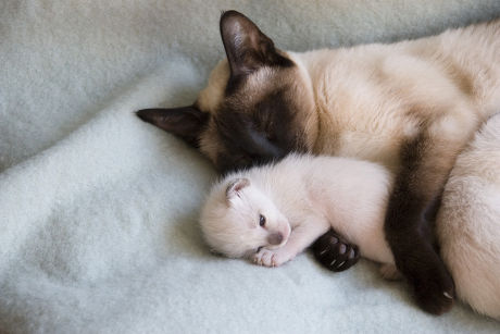 Domestic Cat Siamese Adult Female Two Editorial Stock Photo - Stock ...