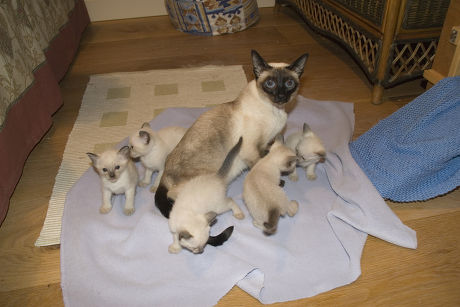 Domestic Cat Siamese Mother Four Week Editorial Stock Photo - Stock ...