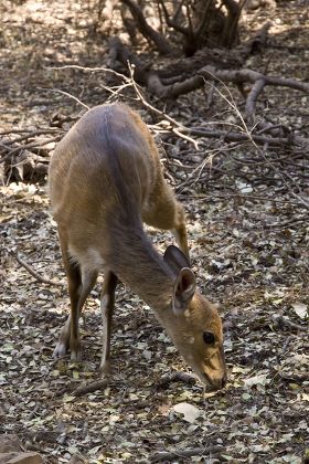 Female Bushbuck Editorial Stock Photo - Stock Image | Shutterstock