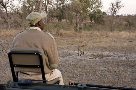 African Tracker Looking Leopard Kruger National Editorial Stock Photo ...