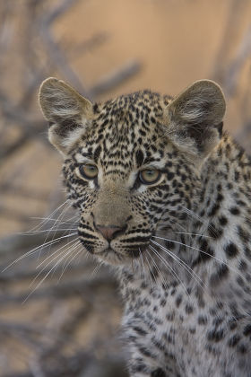 Young Leopard Editorial Stock Photo - Stock Image | Shutterstock