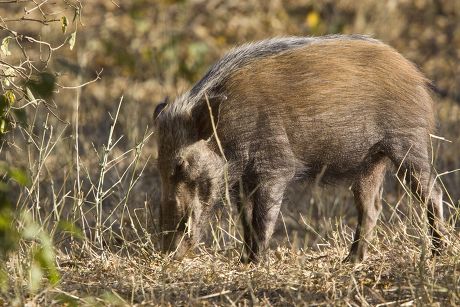 3 Bosvark Stock Pictures, Editorial Images and Stock Photos | Shutterstock