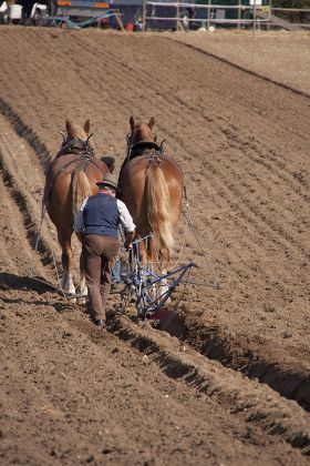 Suffolk Punch Horses Pulling Plough Editorial Stock Photo - Stock Image ...