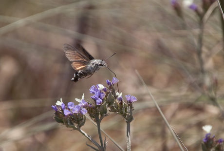 Hummingbird Hawkmoth Lesvos Greece Editorial Stock Photo - Stock Image ...