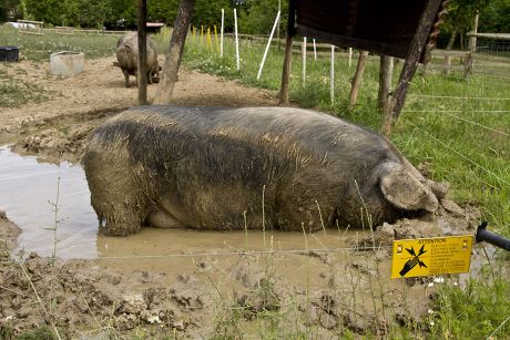 Large Black Pig Mud Wallow Editorial Stock Photo - Stock Image ...