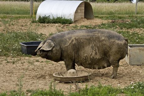 Large Black Pig Editorial Stock Photo - Stock Image | Shutterstock