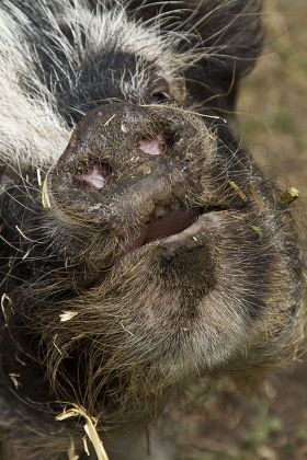 Kune Kune Pig Boar Nose Editorial Stock Photo - Stock Image | Shutterstock