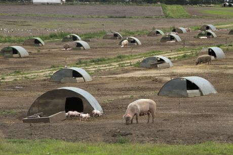 Free Range Pigs Sow Piglets Arc Editorial Stock Photo - Stock Image ...