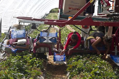 Mechanised Strawberry Picker 10 People Picking Editorial Stock Photo ...
