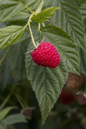 Raspberry Plant Named Driscoll Cardinal New Editorial Stock Photo ...