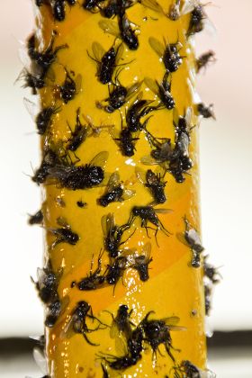 Flies Traped On Sticky Paper Editorial Stock Photo - Stock Image ...