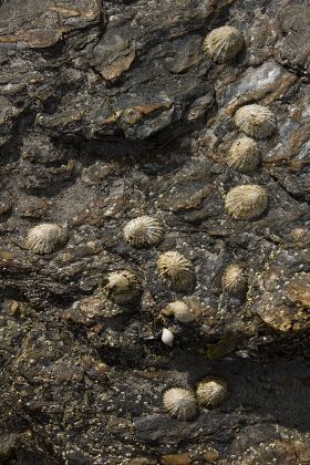 Common Limpet Edible Species Sea Snail Editorial Stock Photo - Stock ...